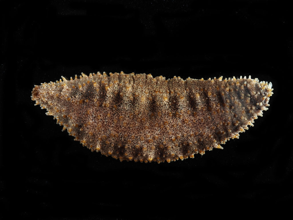 ナマコ綱 | 四国産棘皮動物図鑑