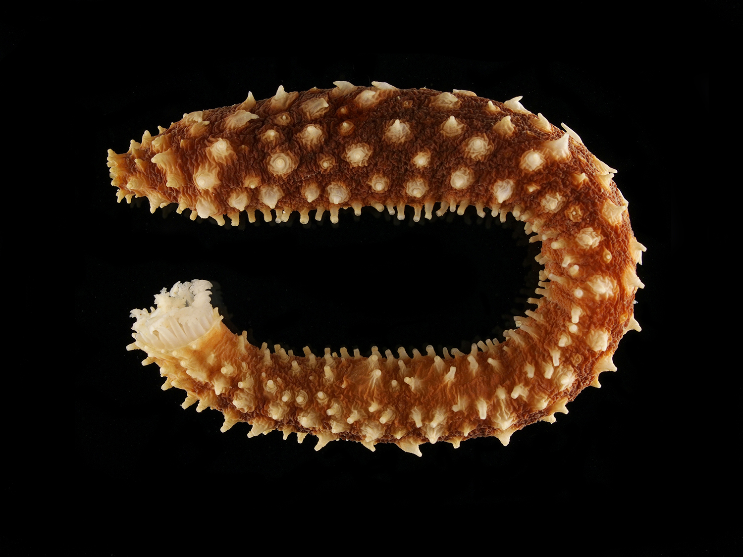 リュウキュウフジナマコ