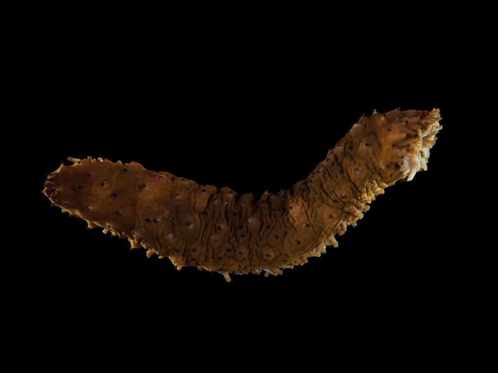 四国産棘皮動物図鑑 | ページ 4 | Echinoderms of shikoku, Japan